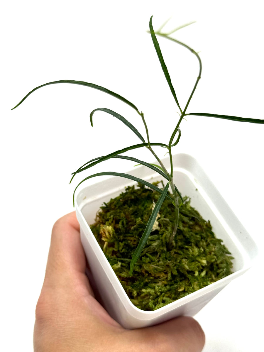 Hoya Stenophylla – Planthaven Toronto