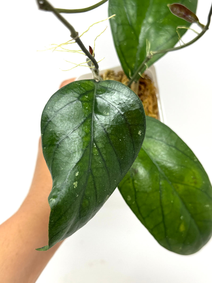 Hoya Irina (Finlaysonii x Meredithii) – Planthaven Toronto